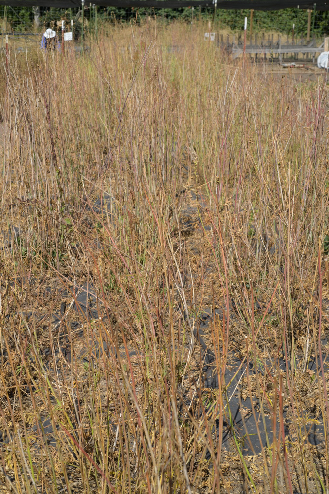Meadow Checker-mallow from Lane County, OR, USA on July 22, 2021 at 07: ...