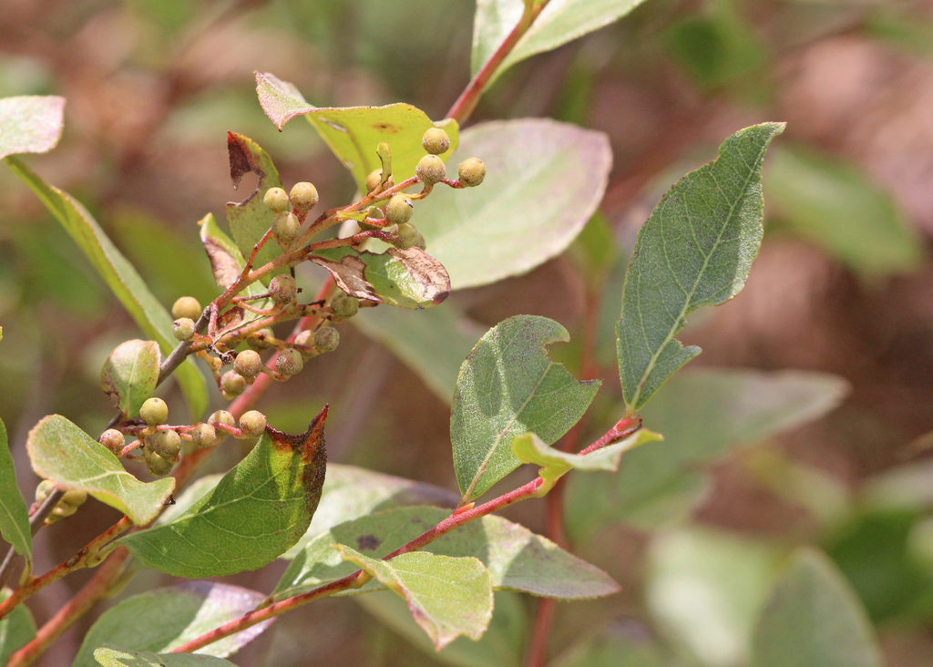 He-huckleberry (Native and Naturalized-but-not-Invasive Understory ...