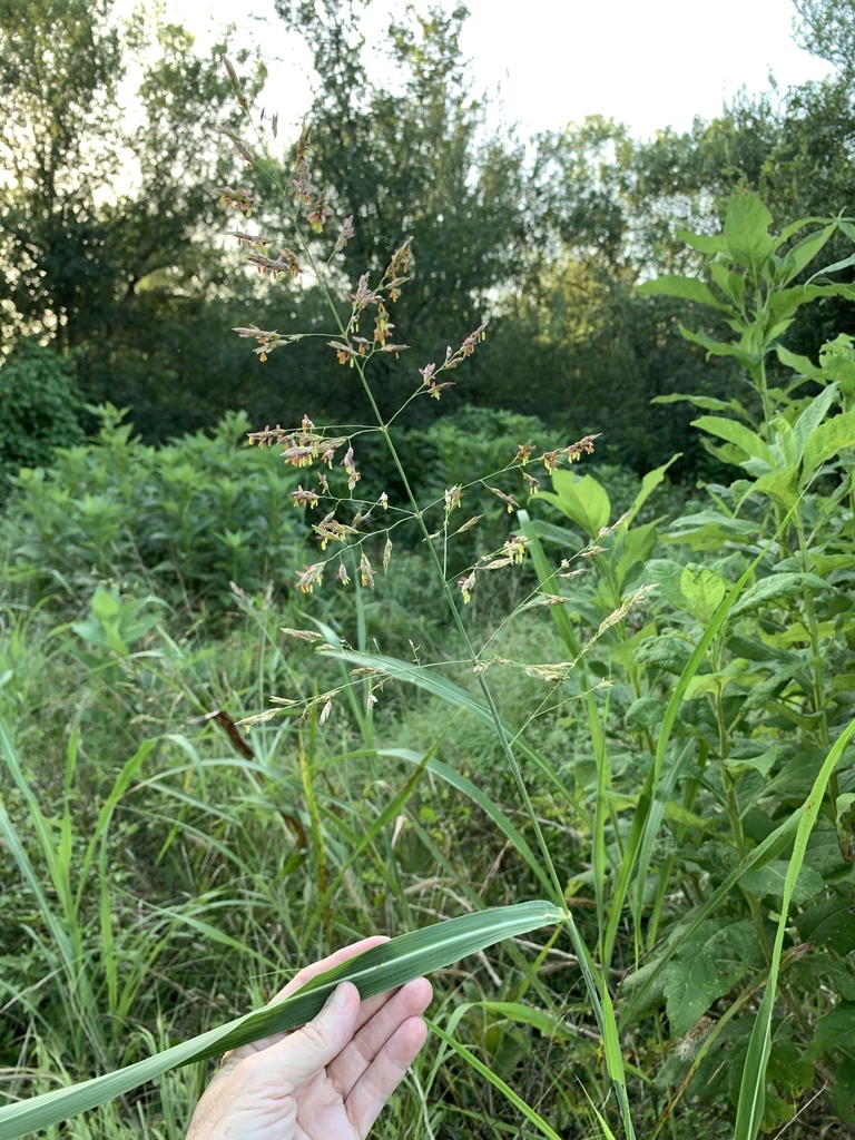 Johnson grass from San Marcos, TX, US on July 25, 2021 at 07:32 PM by ...