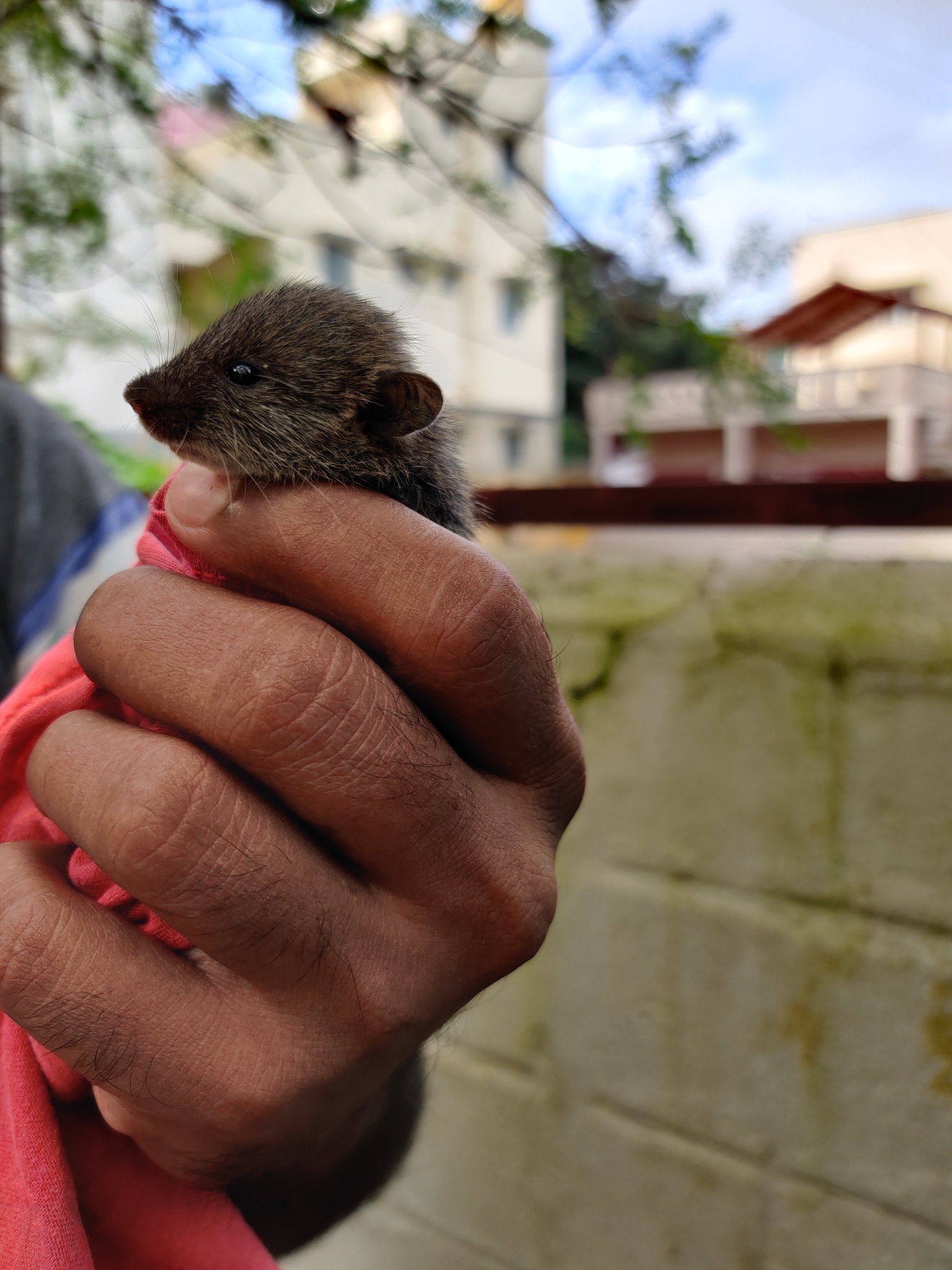 Bandicota bengalensis (Gray, 1835)