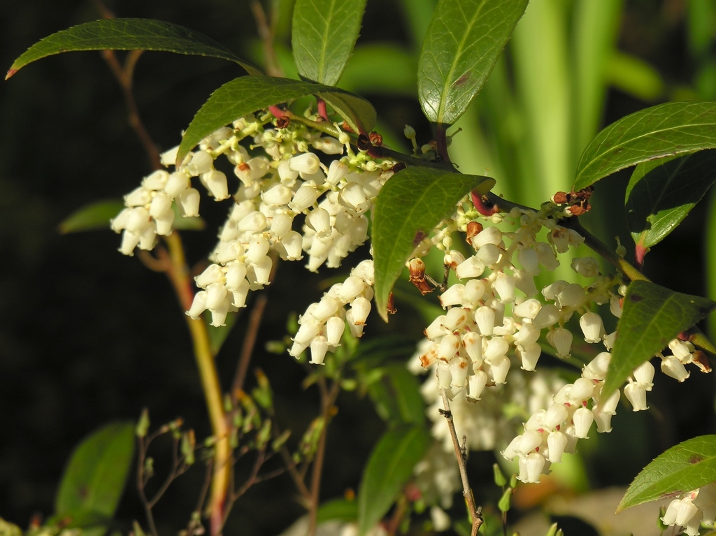 coastal doghobble (Trees and Shrubs of Virginia) · iNaturalist