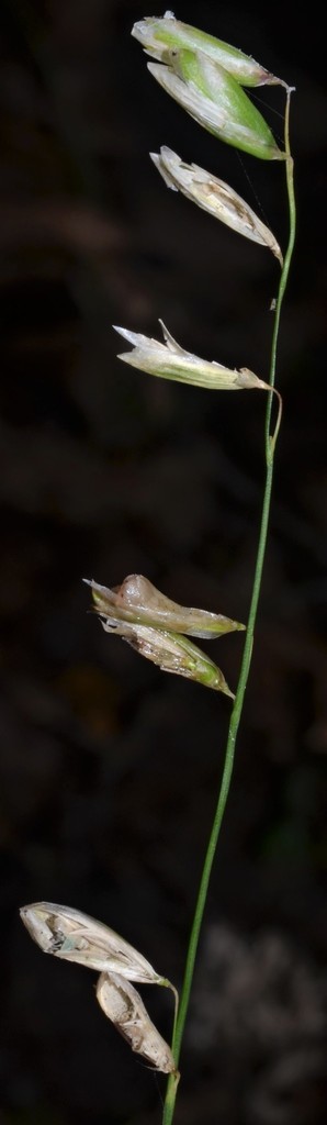 Twoflower Melicgrass from Cossatot River State Park, Howard County, AR ...