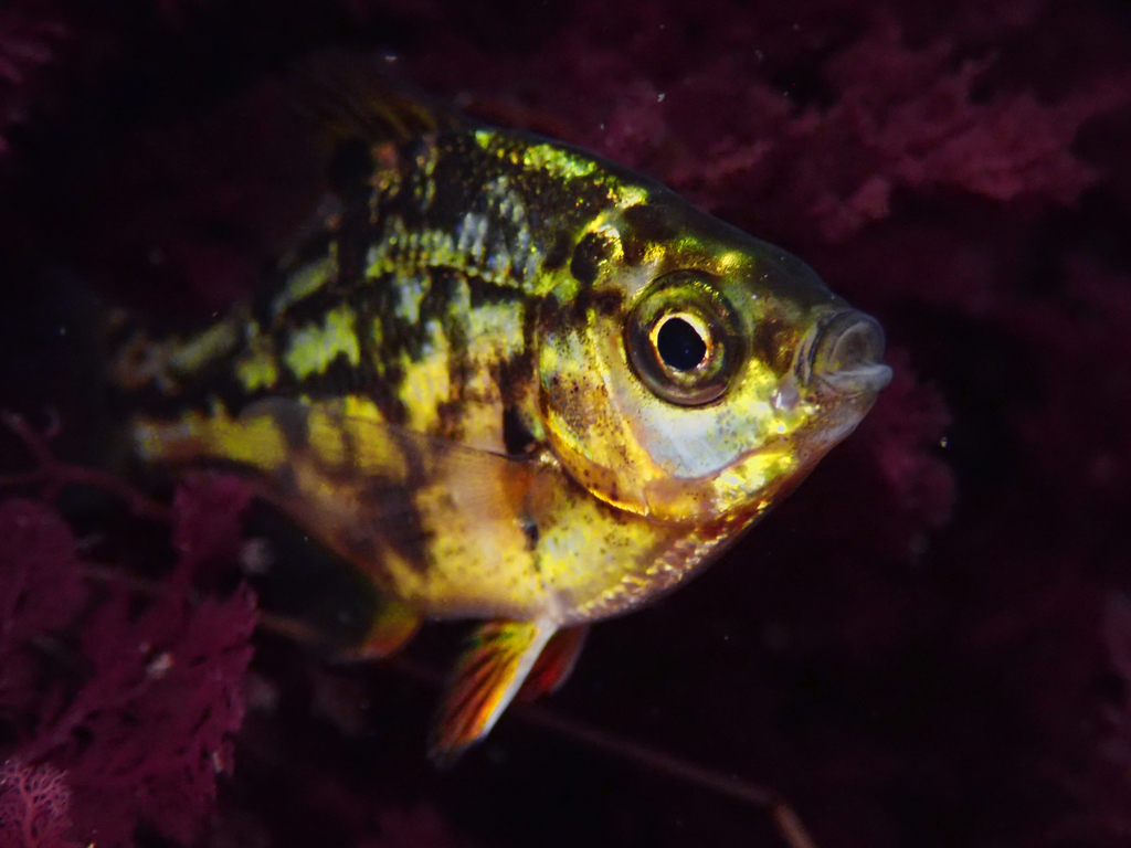 Dwarf Surfperch (Monterey Bay Aquarium guide) · iNaturalist