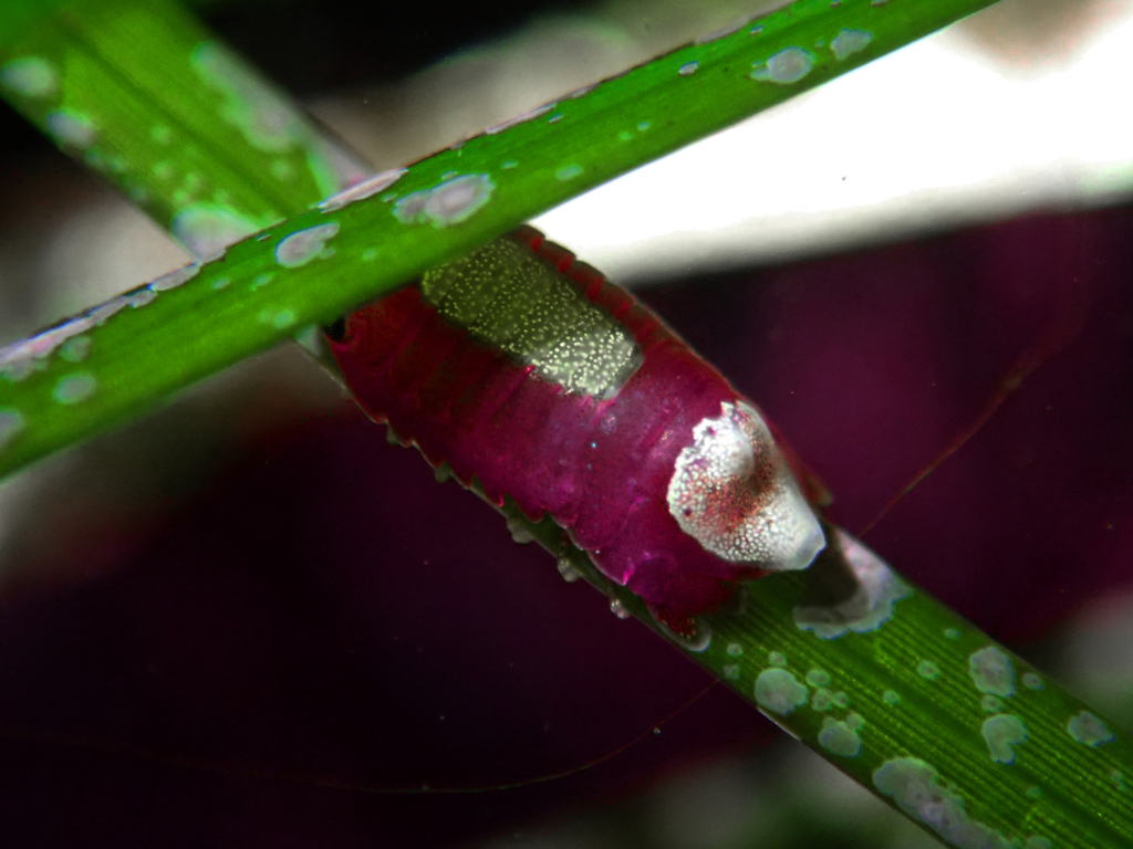 Sphaeroma from La Jolla, San Diego, CA, USA on July 25, 2021 at 05:39 ...