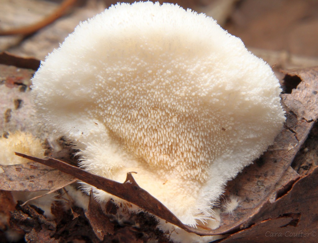 shelf fungi in July 2021 by Cara Coulter · iNaturalist