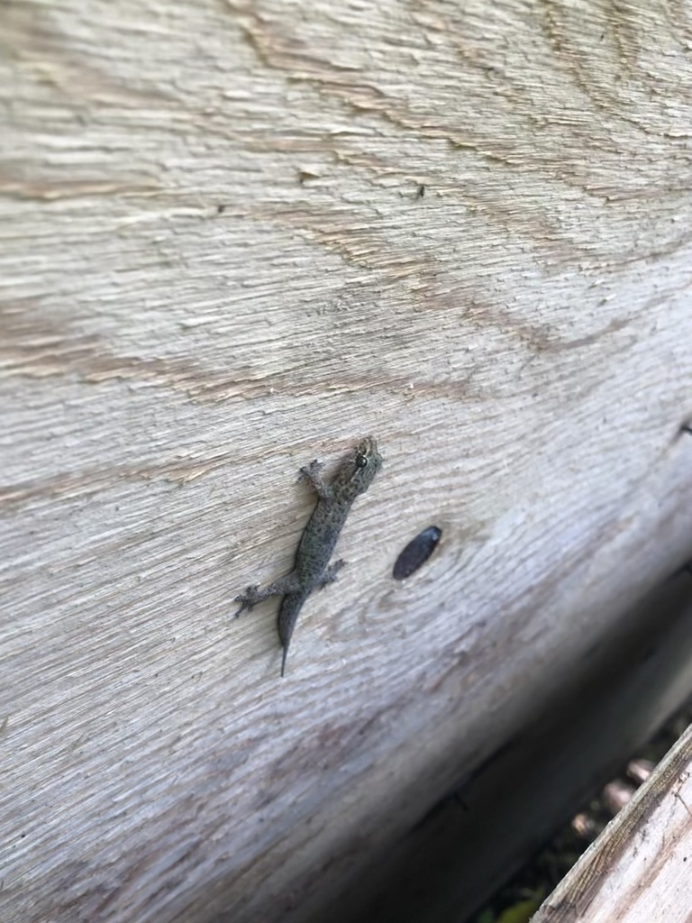 Common Four-clawed Gecko from Ngeaur, Palau, PW on June 22, 2021 at 12: ...