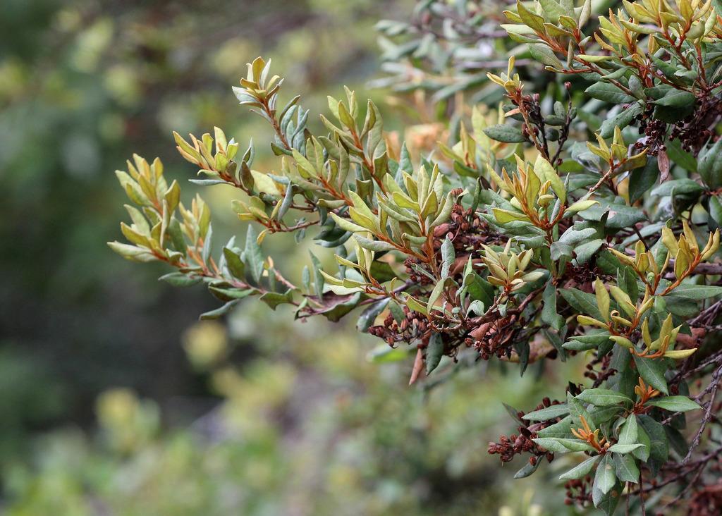 rusty staggerbush (Plants of the Florida Sandhill) · iNaturalist