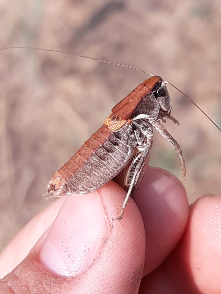 Steiroxys from Wallowa County, US-OR, US on July 25, 2021 at 09:35 AM ...