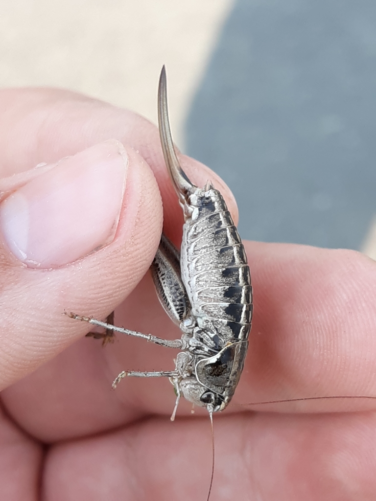 Steiroxys from Wallowa County, US-OR, US on July 25, 2021 at 09:35 AM ...