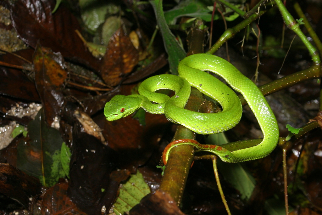 Pope’s Tree Viper from Khlong Nam Lai, Khlong Lan District, Kamphaeng ...