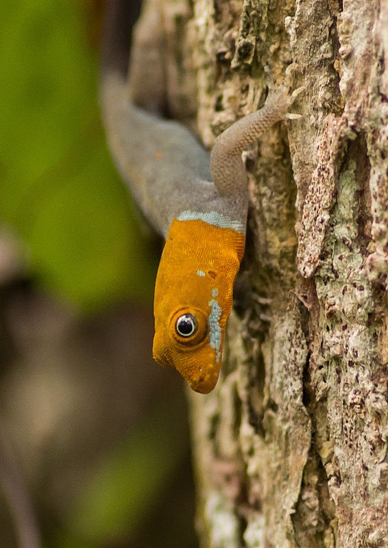 Yellow-headed Gecko (Lagartos y Salamandras de Cuba) · iNaturalist