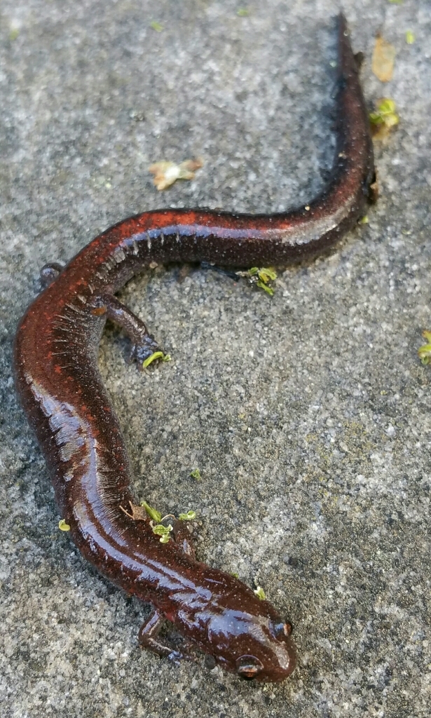 Southern Red-backed Salamander in March 2018 by Mary Shew · iNaturalist