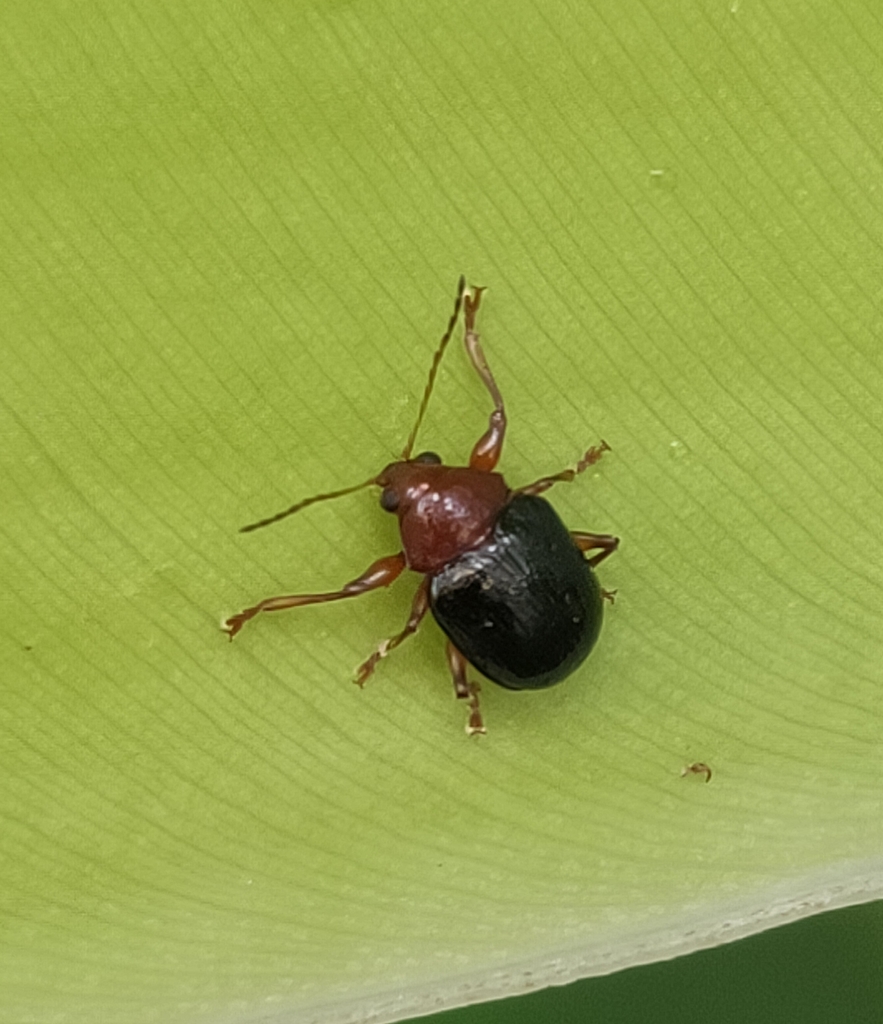 Basilepta subcostata from Rau Pusa, Bihar 848125, India on July 21 ...