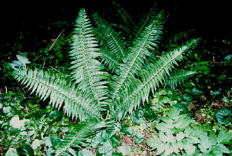 Anderson's holly fern (Polystichum andersonii) - Botanical Realm