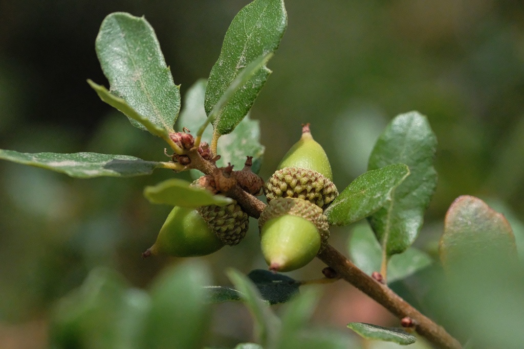 Torrey's Hybrid Oak (Quercus × acutidens) - Botanical Realm