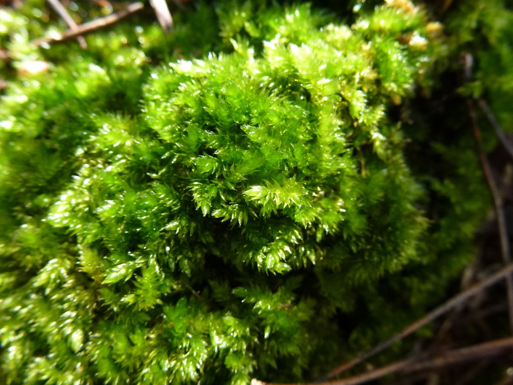 Bronze Moss from Randell Reserve, Mitcham, SA, Australia on July 26 ...