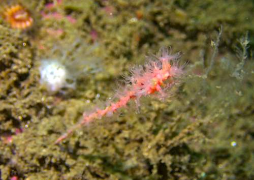 Swiftia rosea · iNaturalist United Kingdom