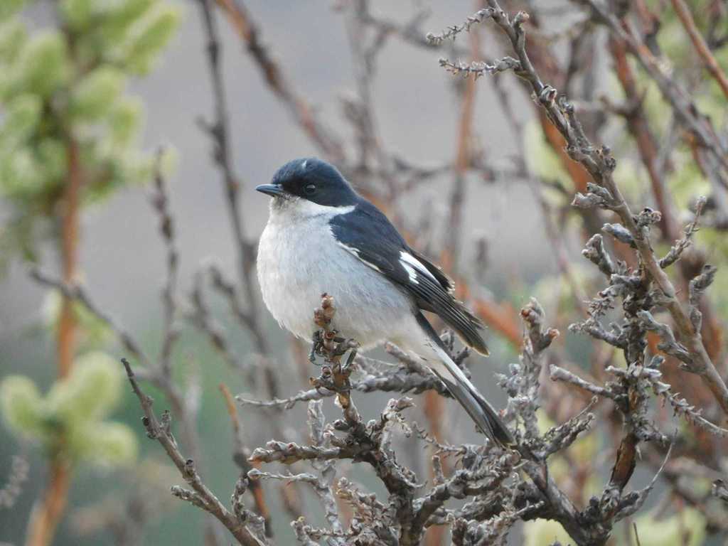 Fiscal Flycatcher from Booyensdal, Ehlanzeni, South Africa on September ...