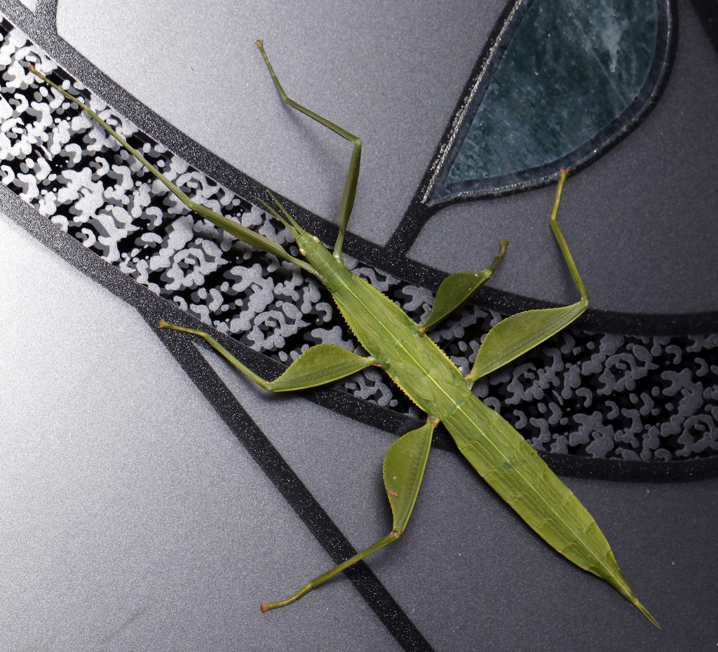 Tropidoderus in August 2020 by juliegraham173 · iNaturalist