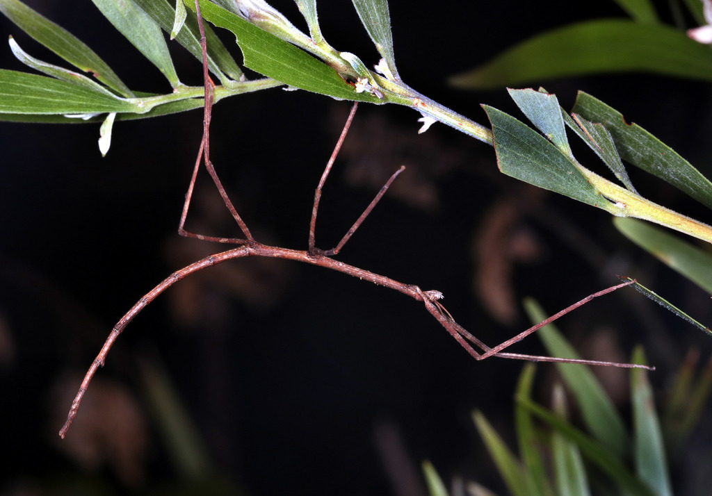 Margin-winged Stick Insect in March 2019 by juliegraham173 · iNaturalist