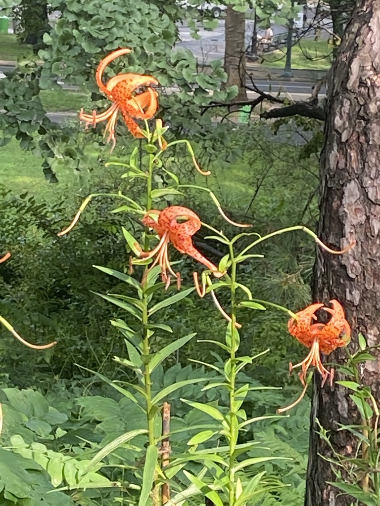 true lilies from Central Park, New York, NY, US on July 26, 2021 at 08: ...