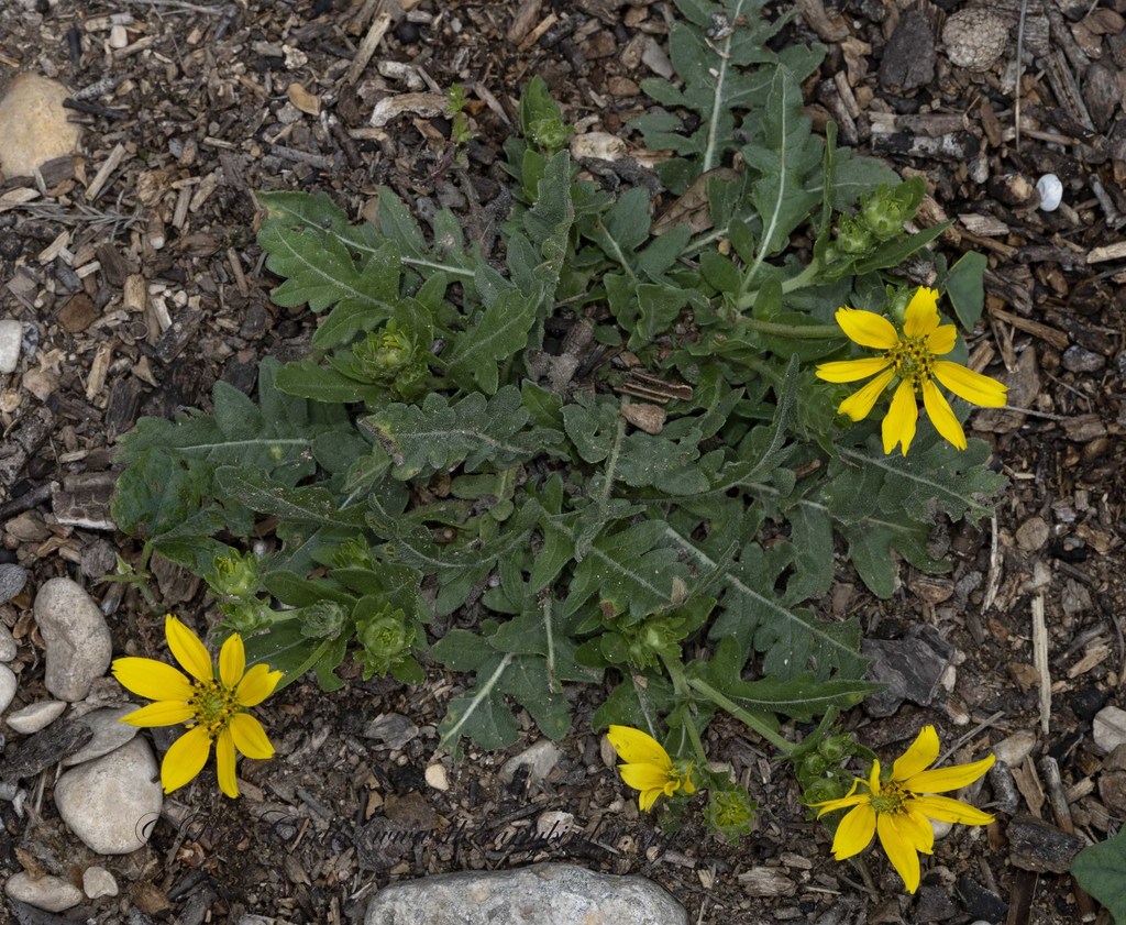 Engelmann Daisy from 234 RR 1050, Concan, TX 78838, USA on May 12, 2021 ...