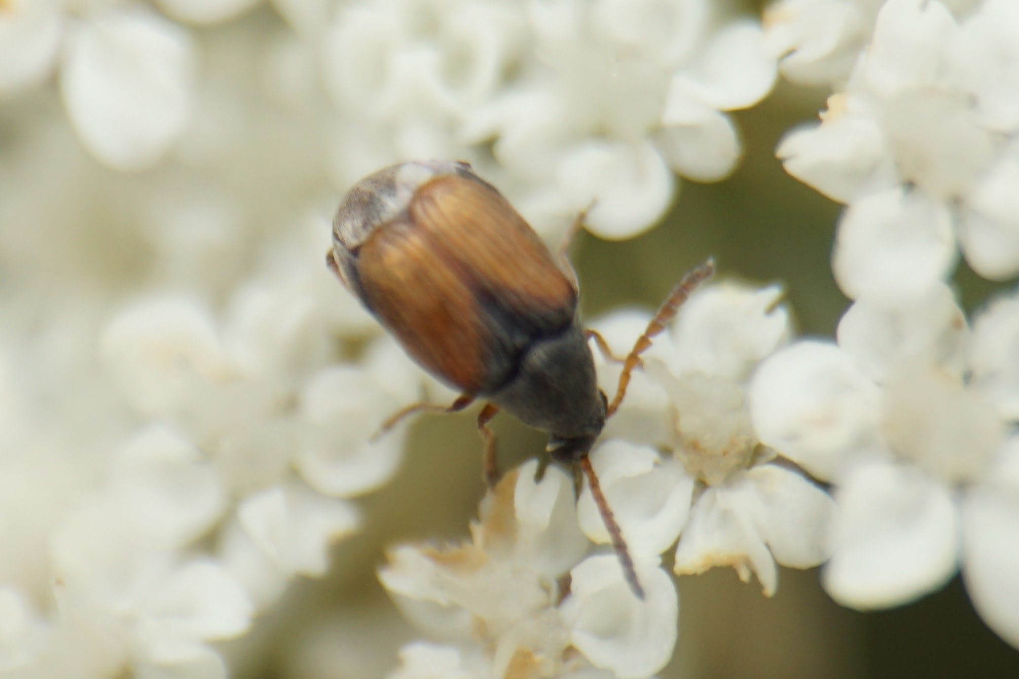 Bruchidius biguttatus (Olivier, 1800)