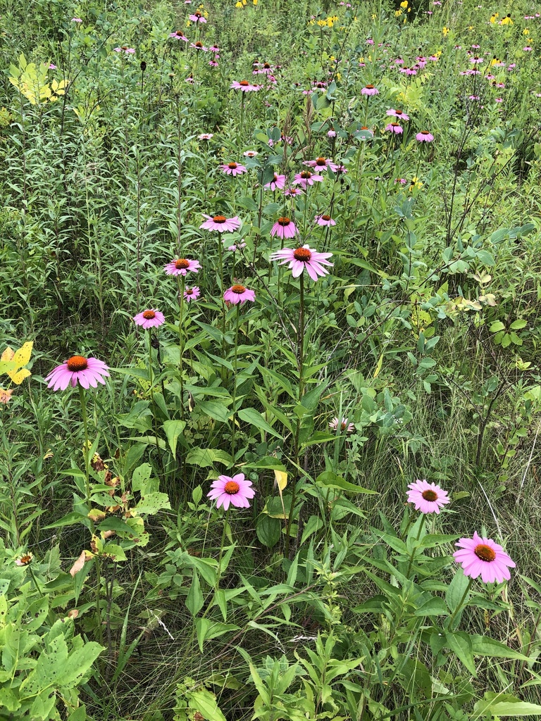 purple coneflower from CR-85, Winsted, MN, US on July 26, 2021 at 10:25 ...
