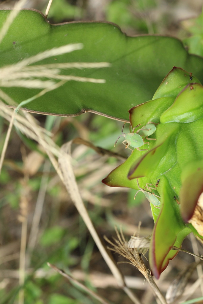 Prickly Pear Bug from Josefa Ortiz de Dominguez S/N, Cuarta, 75701 San ...