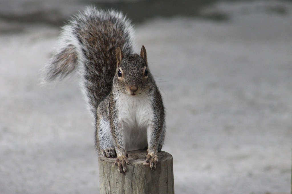 Allen's Squirrel (Sciurus alleni) - Know Your Mammals