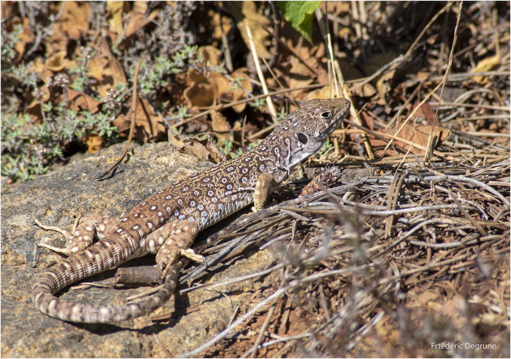Sierra Nevada Ocellated Lizard from Province de Malaga, Espagne on July ...