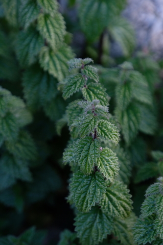 Urtica hyperborea · iNaturalist