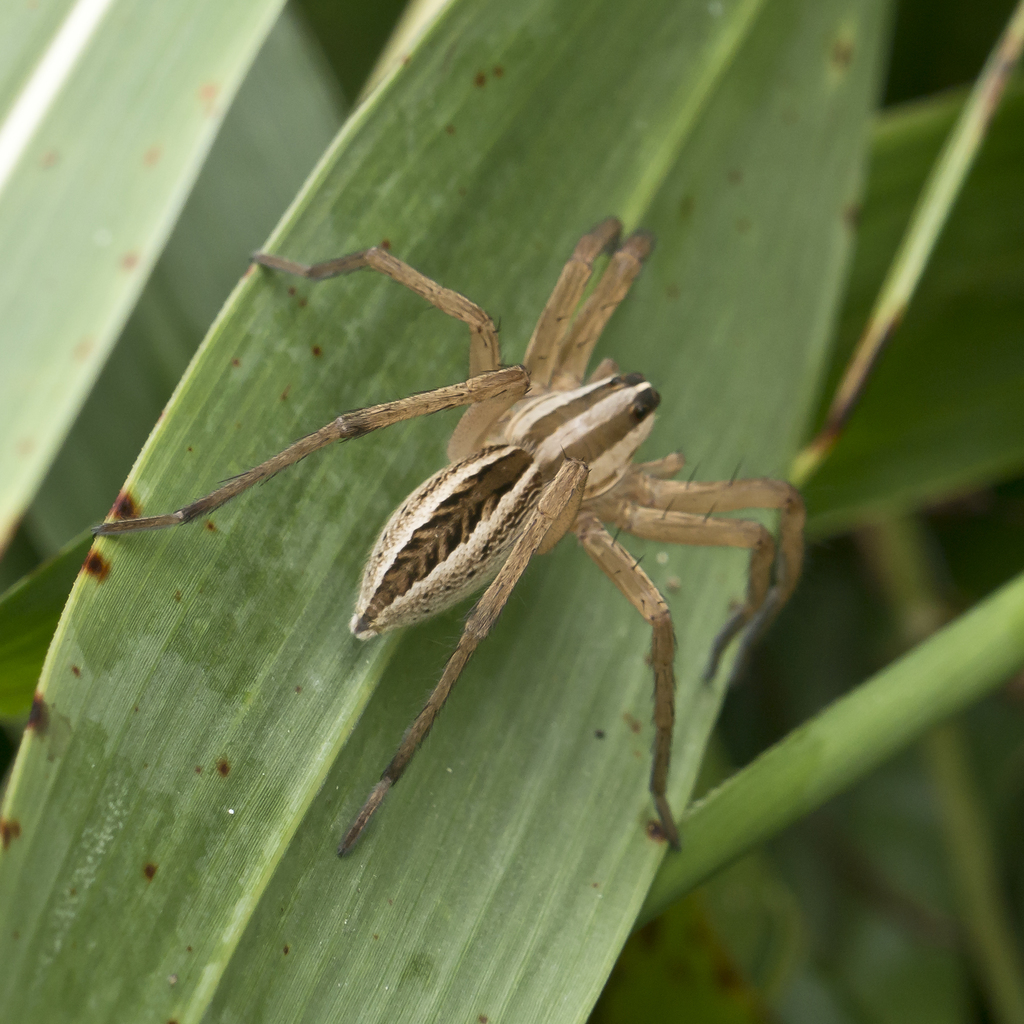 Rabid Wolf Spider from 2210 S FM 973, Austin, TX 78725, USA on July 20 ...