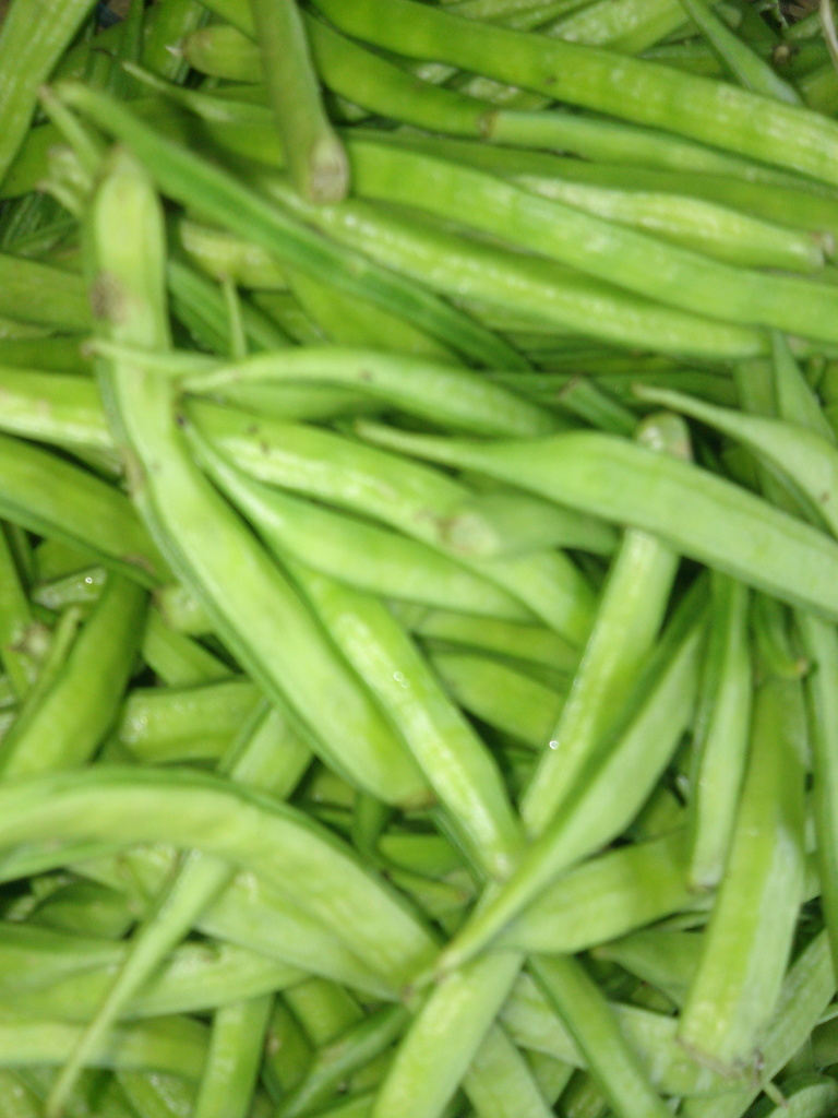 Guar (Cyamopsis tetragonoloba) - Botanical Realm