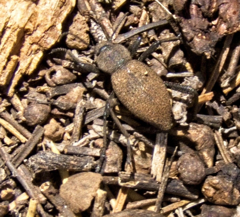 Eleodes pilosa from Coconino County, AZ, USA on June 18, 2020 at 12:57 ...