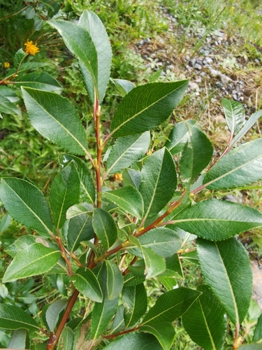 Alpine Willow (Salix hegetschweileri) · iNaturalist