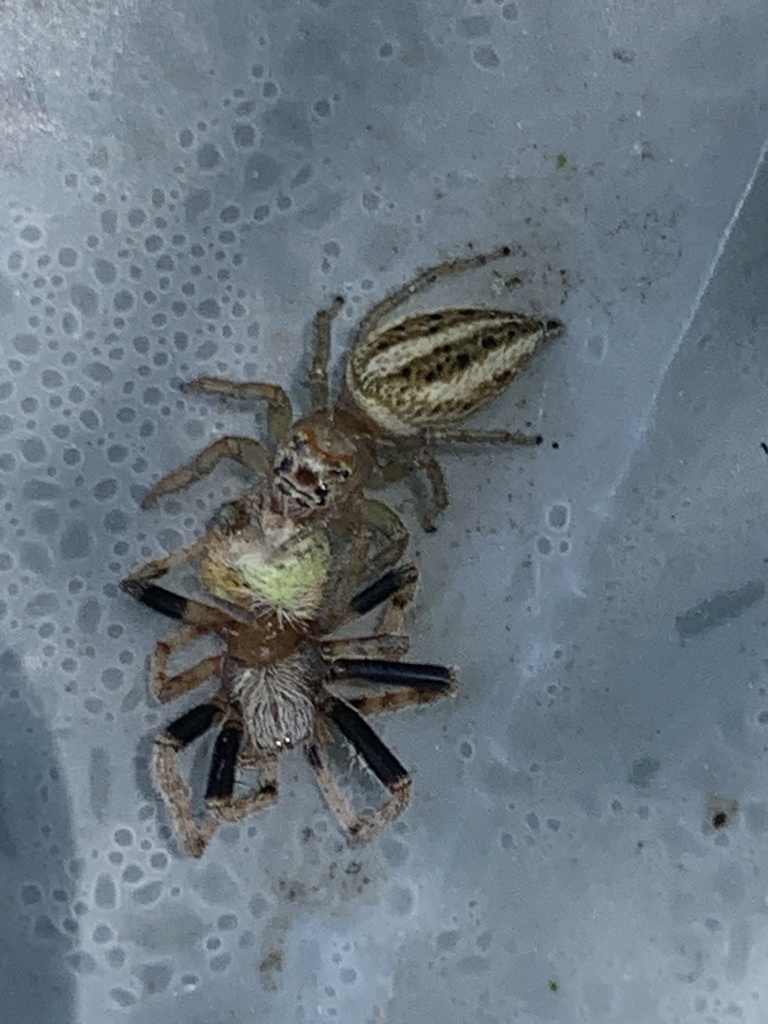 Colonus in July 2021 by Mark Buijtendijk · iNaturalist