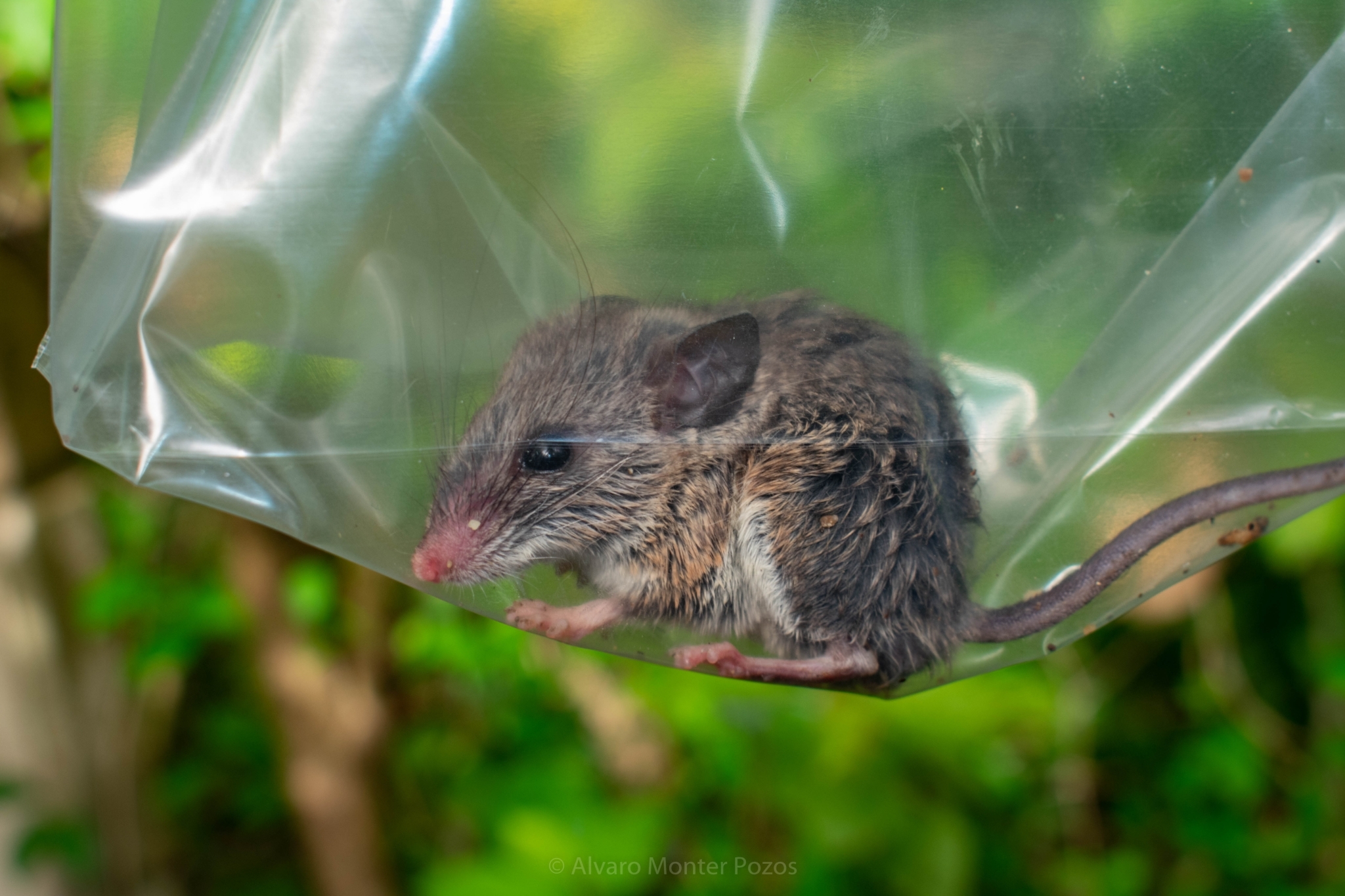 Peromyscus yucatanicus J.A.Allen & Chapman, 1897
