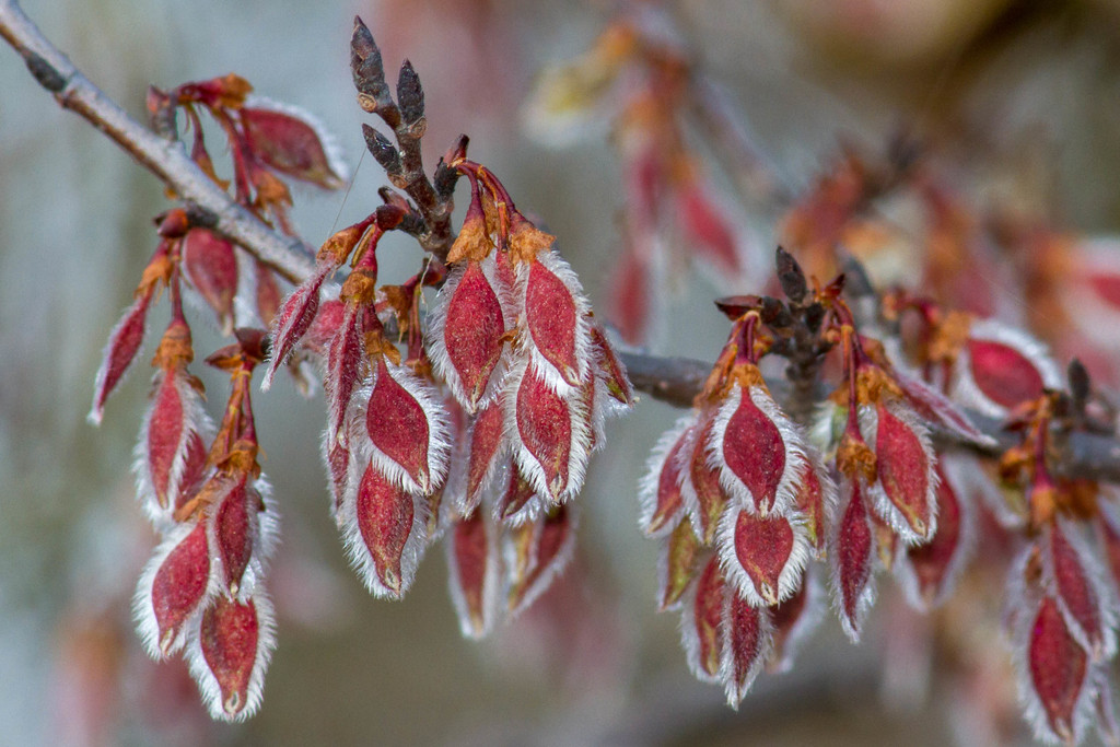 elm family (Ulmaceae (Elm) of the Pacific Northwest) · iNaturalist