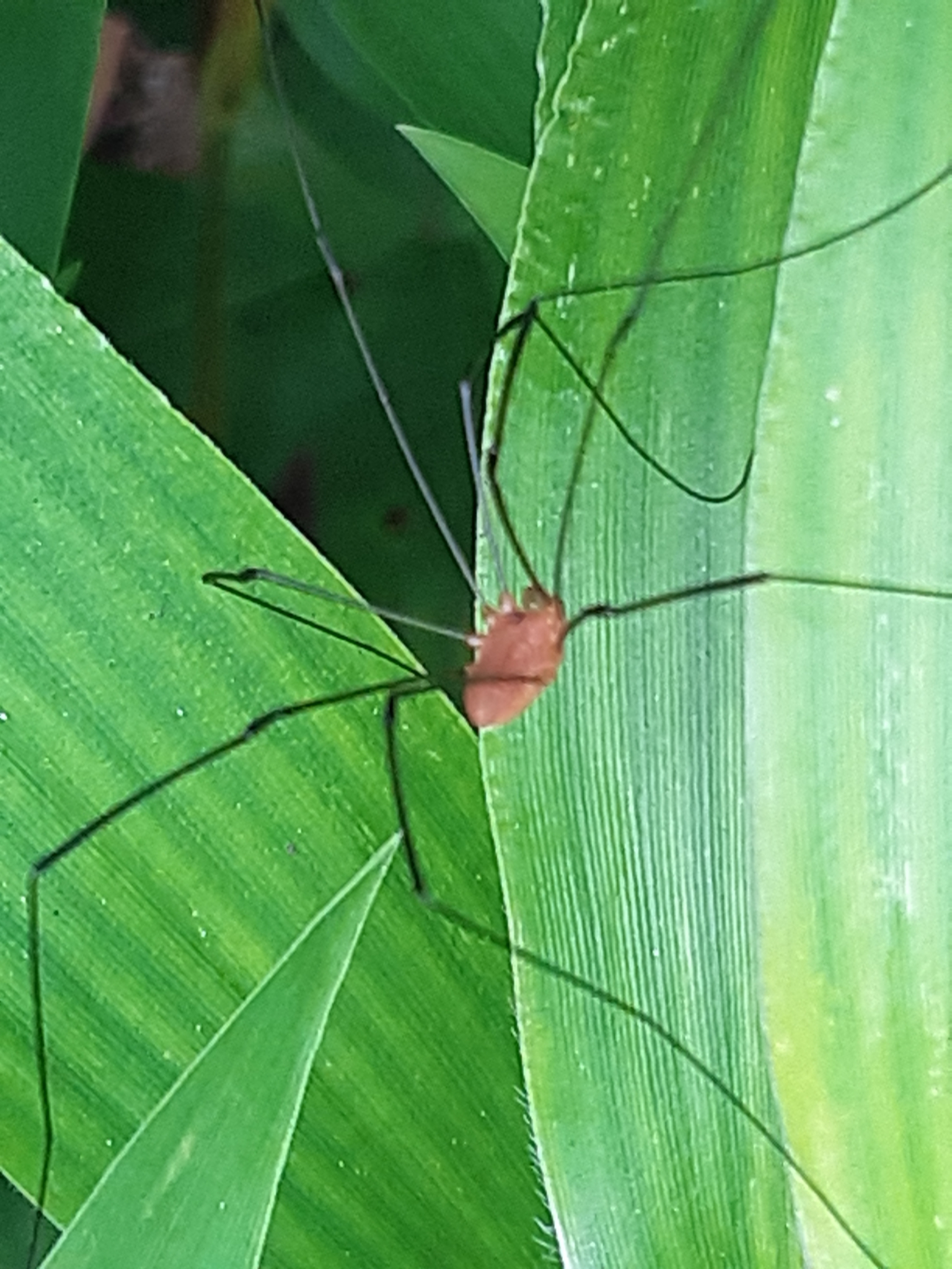 Leiobunum politum Weed, 1889
