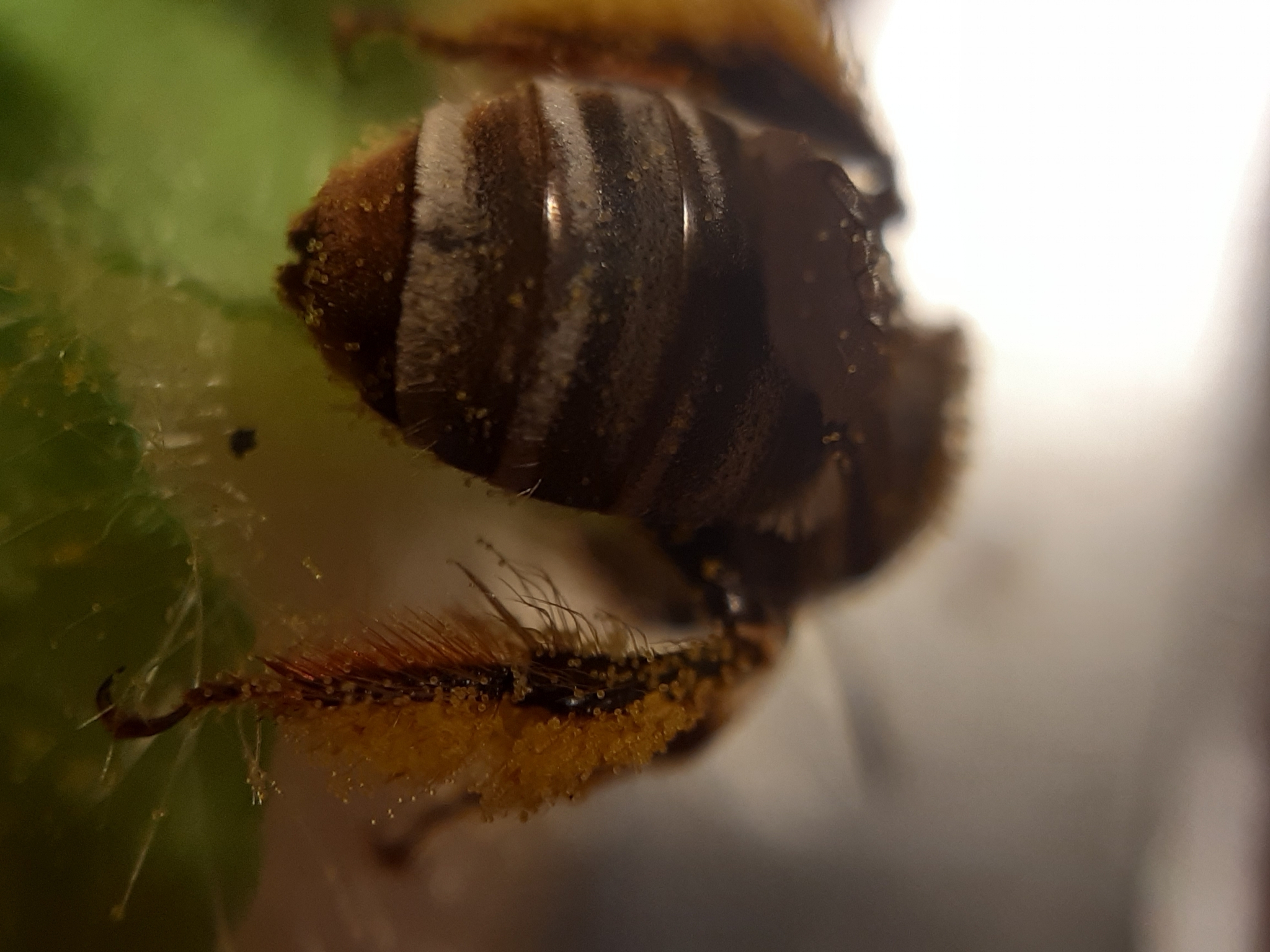 Tetralonia Spinola, 1838