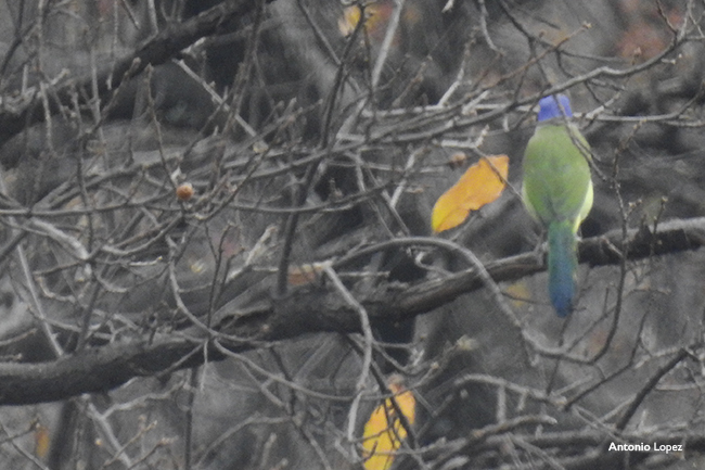 Green Jay from Parque Tarango, Ciudad de México, CDMX, México on March ...