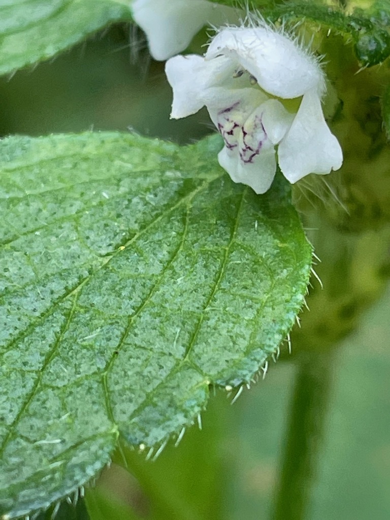 Common hemp-nettle from Dorset, VT, USA on July 26, 2021 at 11:55 AM by ...