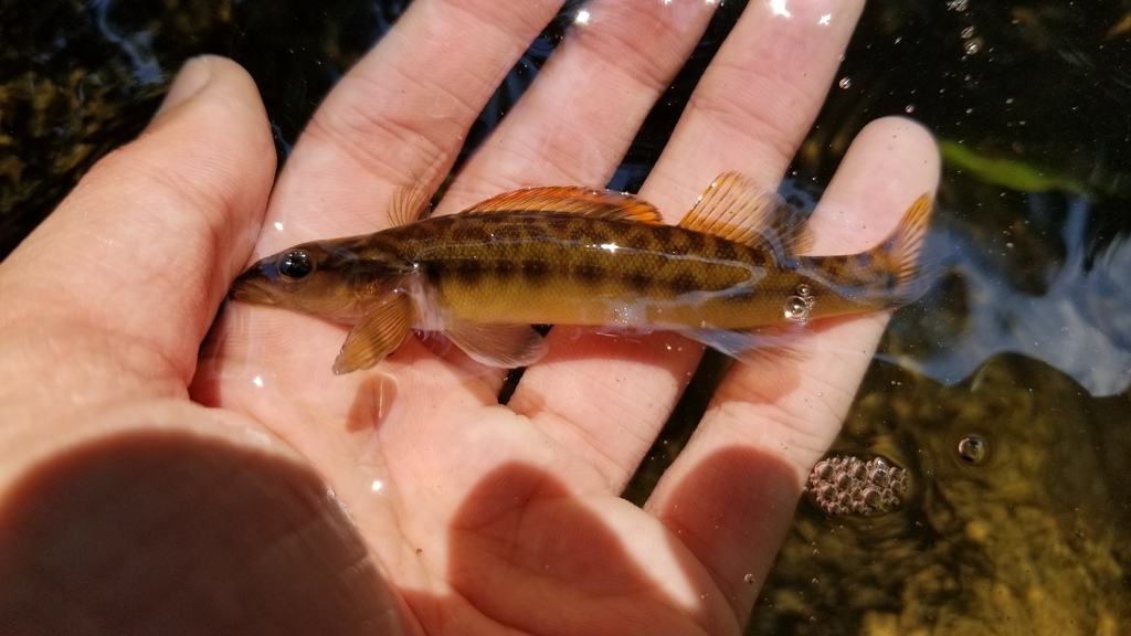 Sharpnose Darter (Percina oxyrhynchus) - Marine Life Identification