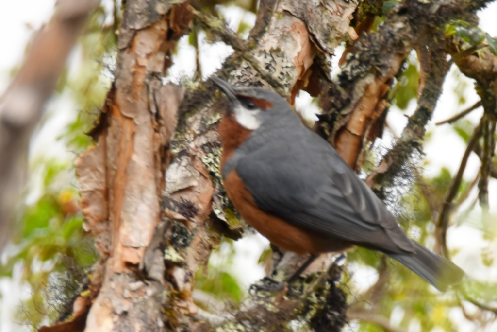 Giant Conebill (Conirostrum binghami) - Avian Discovery