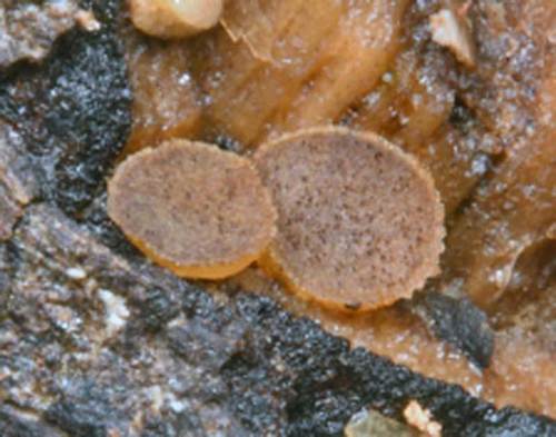 Ascobolus epimyces · iNaturalist United Kingdom