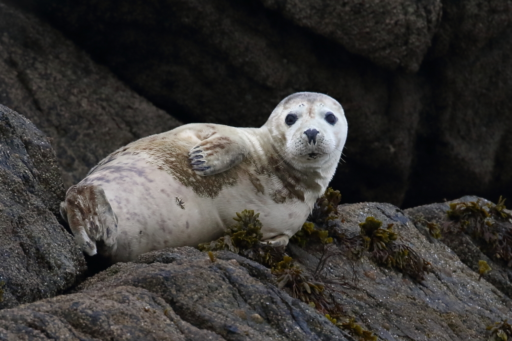 Atlantic Grey Seal (Halichoerus grypus atlantica) - Marine Life ...