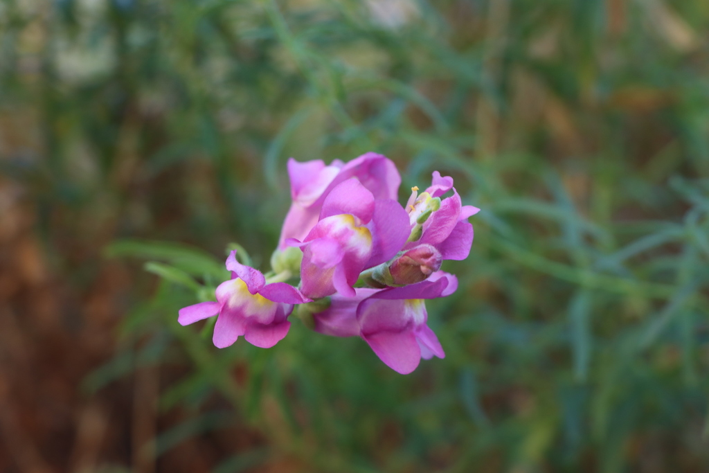 greater snapdragon from Province of Pisa, Italy on July 14, 2021 at 11: ...