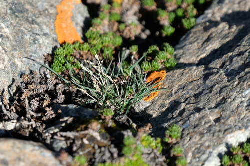 Poa attenuata · iNaturalist Mexico