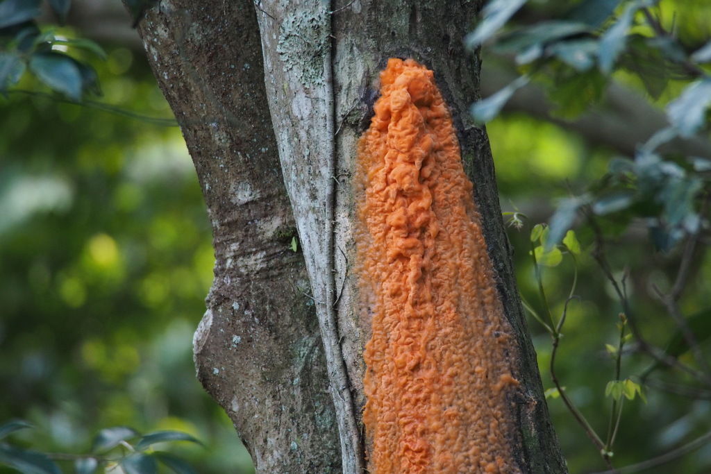 Sap Yeast (Fungi and Lichens of Mississippi) · iNaturalist